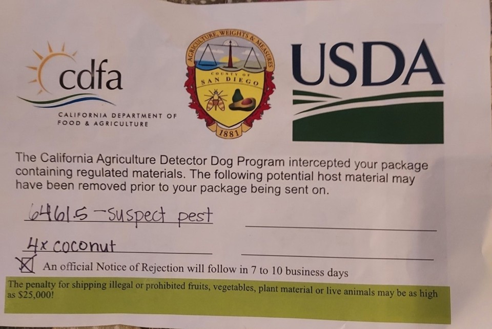 Dwarf Green Malayan seeds Puerto Rican Organic Coconut seed sprouted | eBay