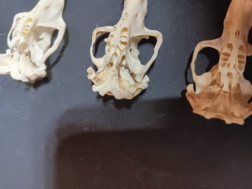 real animal gopher skull bones skeleton teeth tooth | eBay