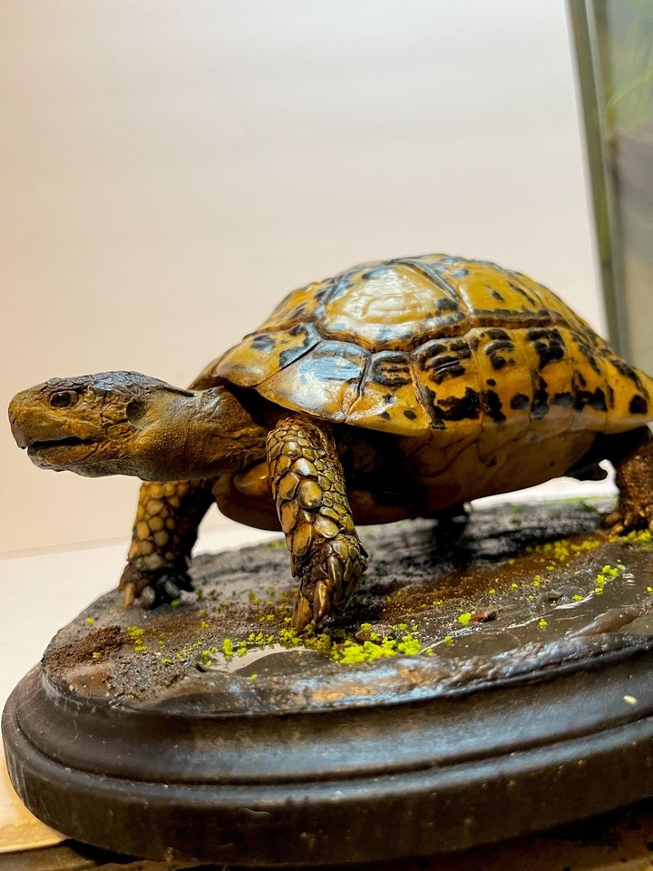 Taxidermy Mount Tortoise Turtle Related Reptile Lizard Snake Exotic | eBay