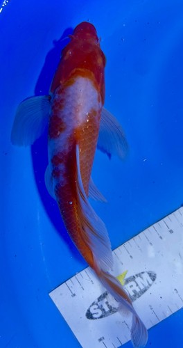 10-inch Butterfly Kahaku Koi, Black Swamp Koi Farms | eBay