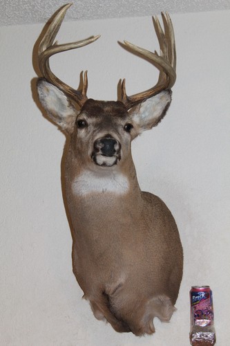 Whitetail Deer Head Shoulder Mount Taxidermy Cape Shed Antler Hunt Mule ...