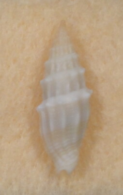 Mitra Vexillum Coronatum 19mm Townsville Queensland Australia 27 meters ...