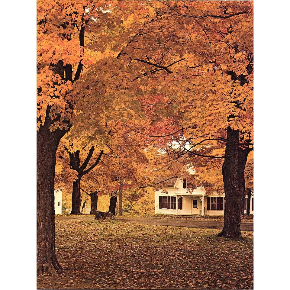 Vintage Photo of Autumn Landscape 1970s Retro Kitsch Wall Art Print SE8 ...