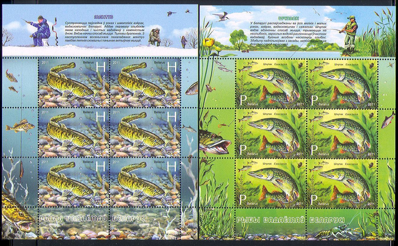 Belarus 2011 Fish/Pike/Burbot/Nature/Angling/Sport/Fishing 2 x 6v sht ...
