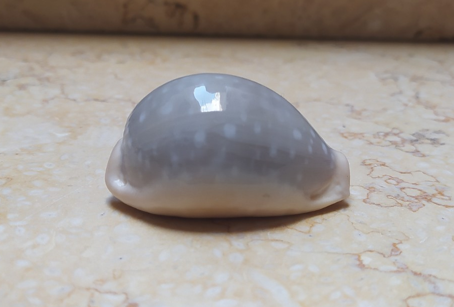 Cypraea camelopardalis red Sea Shells Cypraeida F++++ 52.8mm rare size ...