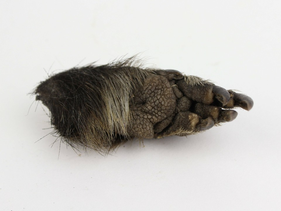 Nutria Coypu Foot (21-90-AS) R9 | eBay
