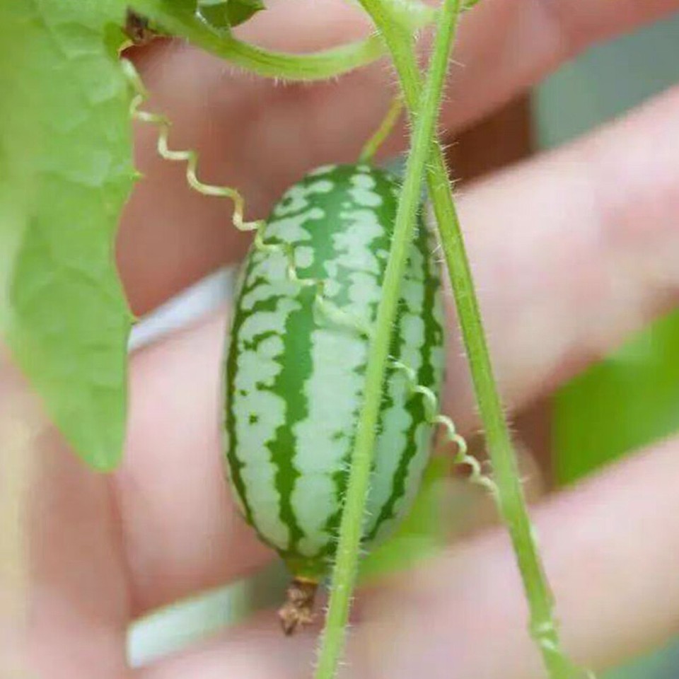 50pcs/bag Mini Thumb Watermelon Seeds Pulp Watermelon Organic Seeds ...