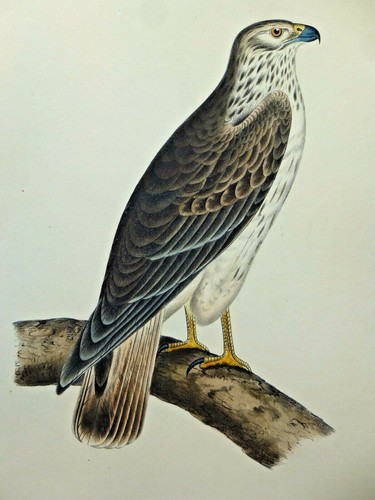 USPRR LITHOGRAPH CALIFORNIA HAWK PLATE XVI SARAH MELLON SCAIFE | eBay