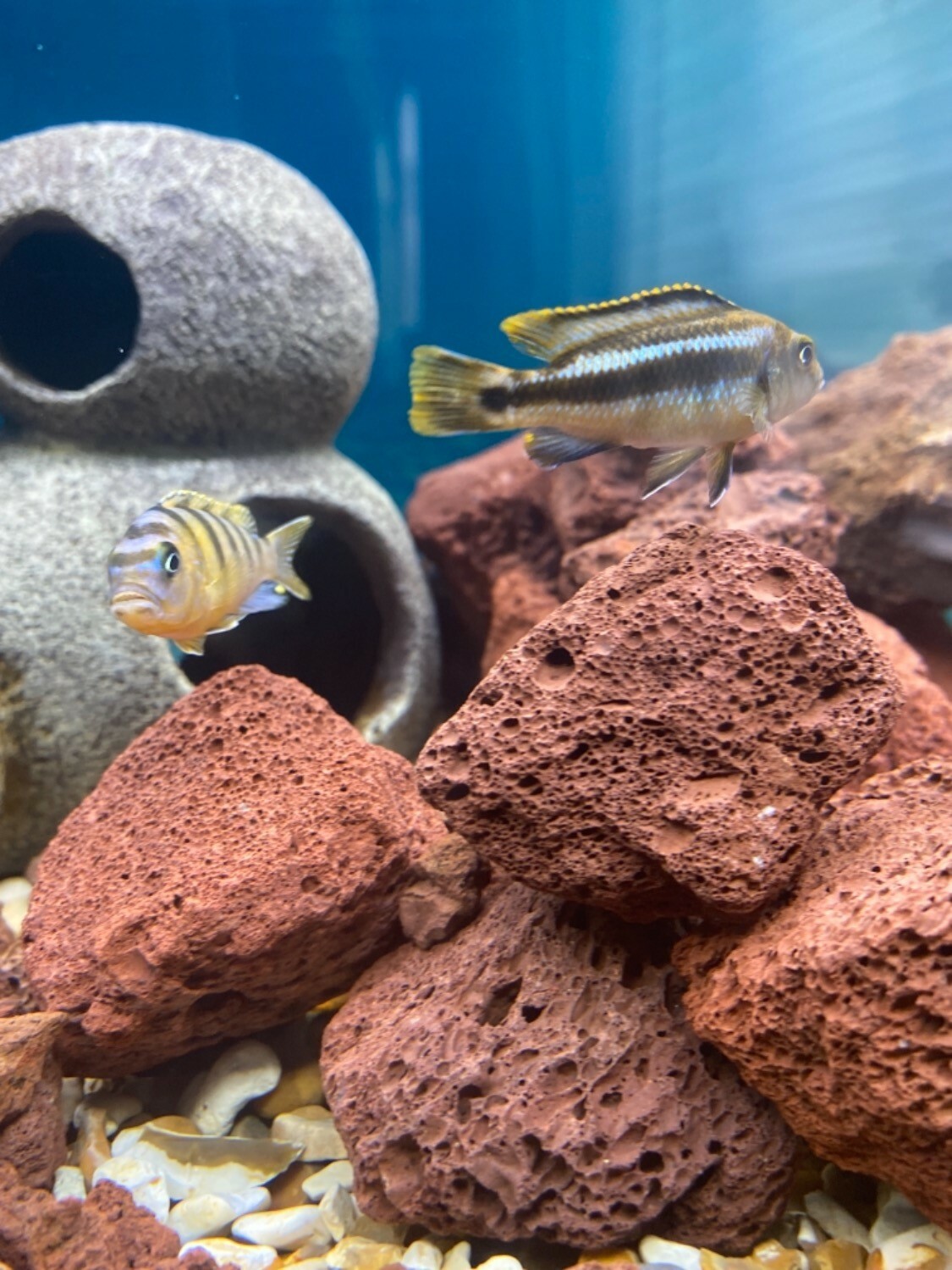 Volcanic Aquarium Lava Rocks Fish Tanks Pond Filters 6-9 CM / Bio ...