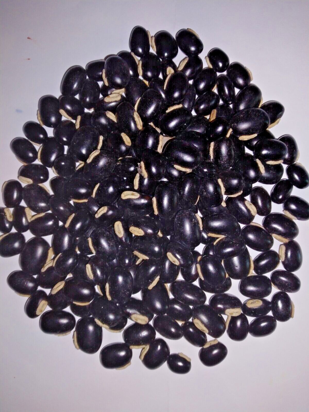 Velvet Bean (Mucuna pruriens), Itchless Cultivar Seeds Tropical bean ...