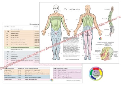 Dermatomes Myotomes Chiropractic Nerves Medical Chart 8.5" X 11 ...