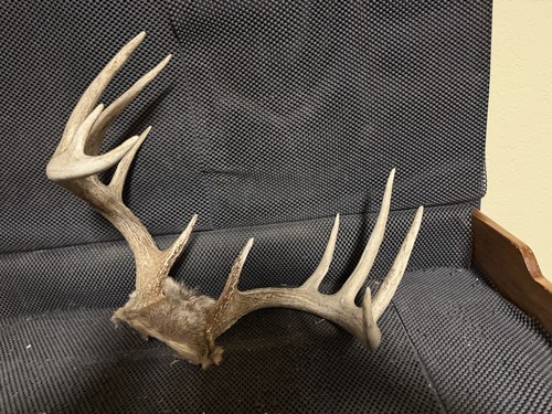 Dark Typical 11 Point Wild Whitetail Deer Rack Antlers Shed Antler ...