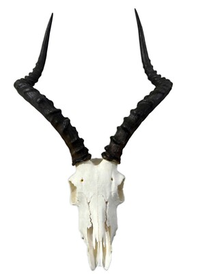 Real Impala Skull - Genuine Animal Skull - African Antelope Cranium ...