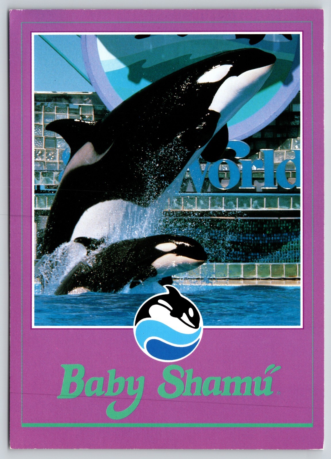 Postcard Baby Shamu Orca Killer Whale Orcinus orca SeaWorld Orlanddo ...