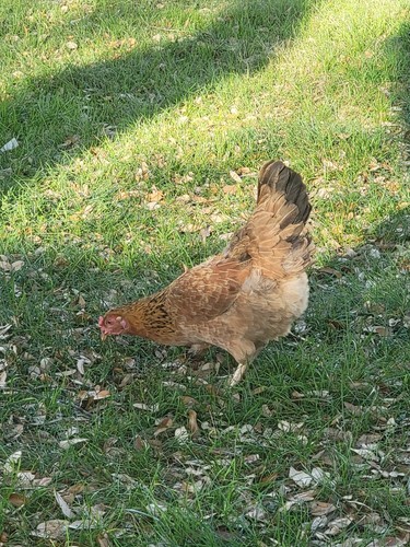 12 Fresh & Fertilized Barnyard Mix Hatching Eggs - Ayam Cemani Roosters ...