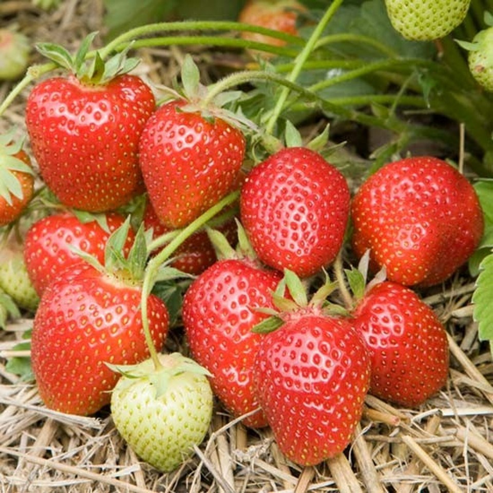12 x Strawberry Elsanta Bare Roots - Grow Your Own Strawberries | eBay UK