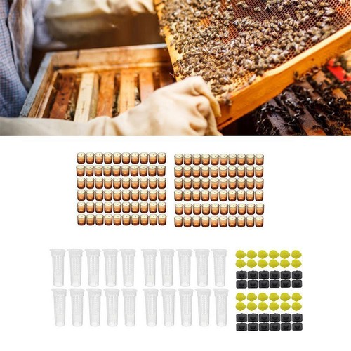 Complete Bee Queen Rearing Cup Kit System Beekeeping Too Set S9V9 | eBay