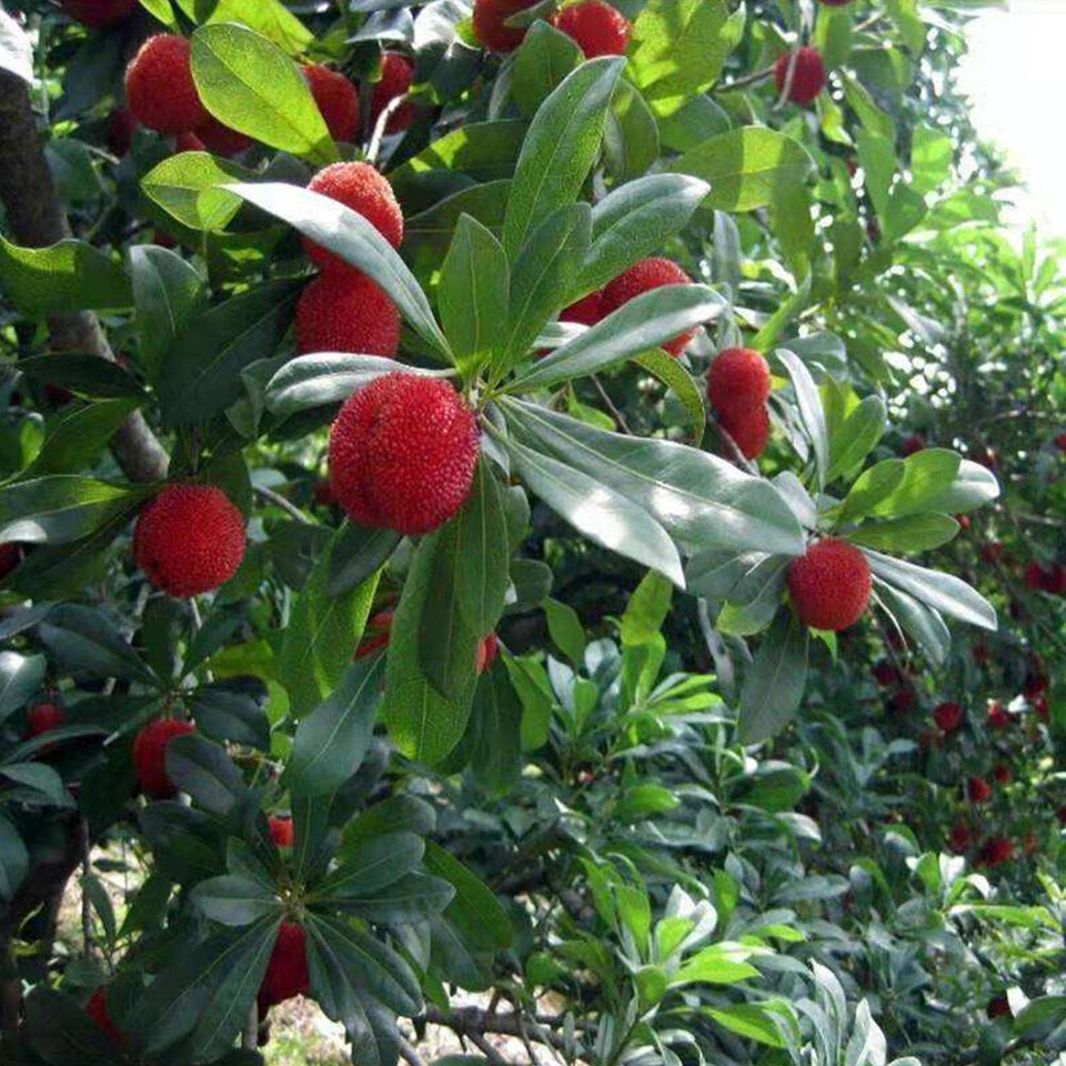 20pcs Red Bayberry Seeds Myrica Rubra Chinese Strawberry Organic Fruit ...