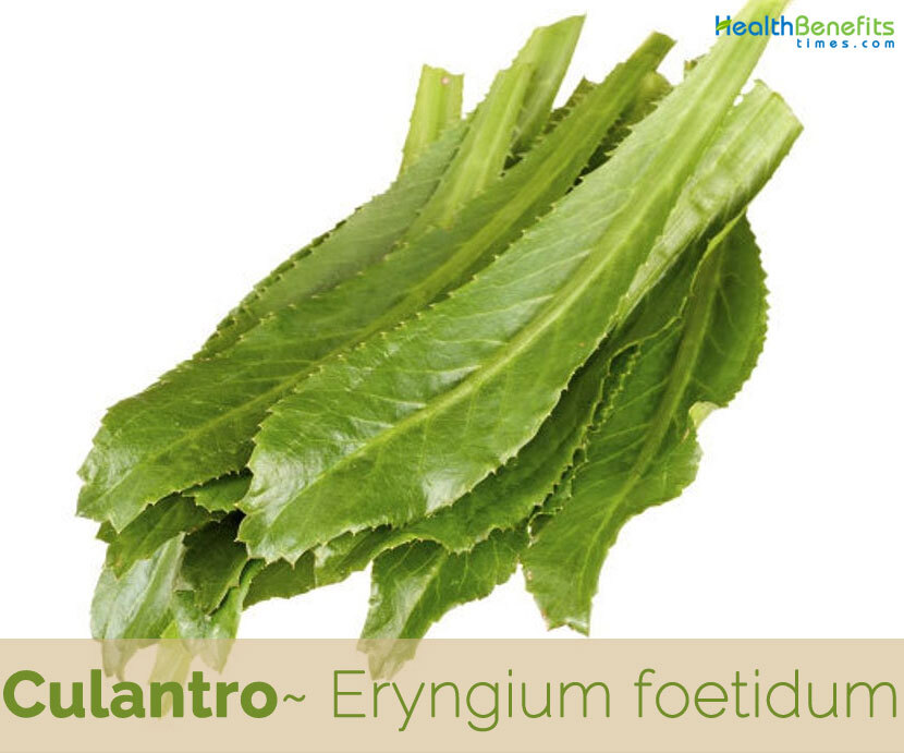 500+ Culantro Seeds, Long Coriander / Culantro (Eryngium foetidum ...