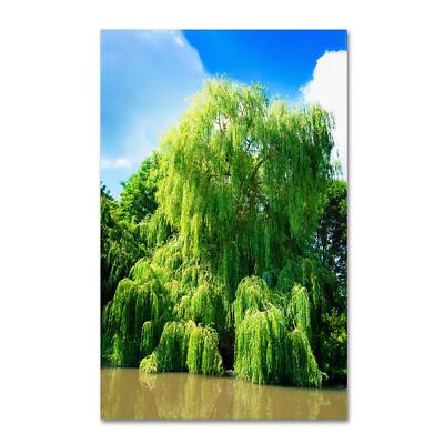 One Bright Green Weeping Willow Cutting | Grow a Tree | Wisconsin ...