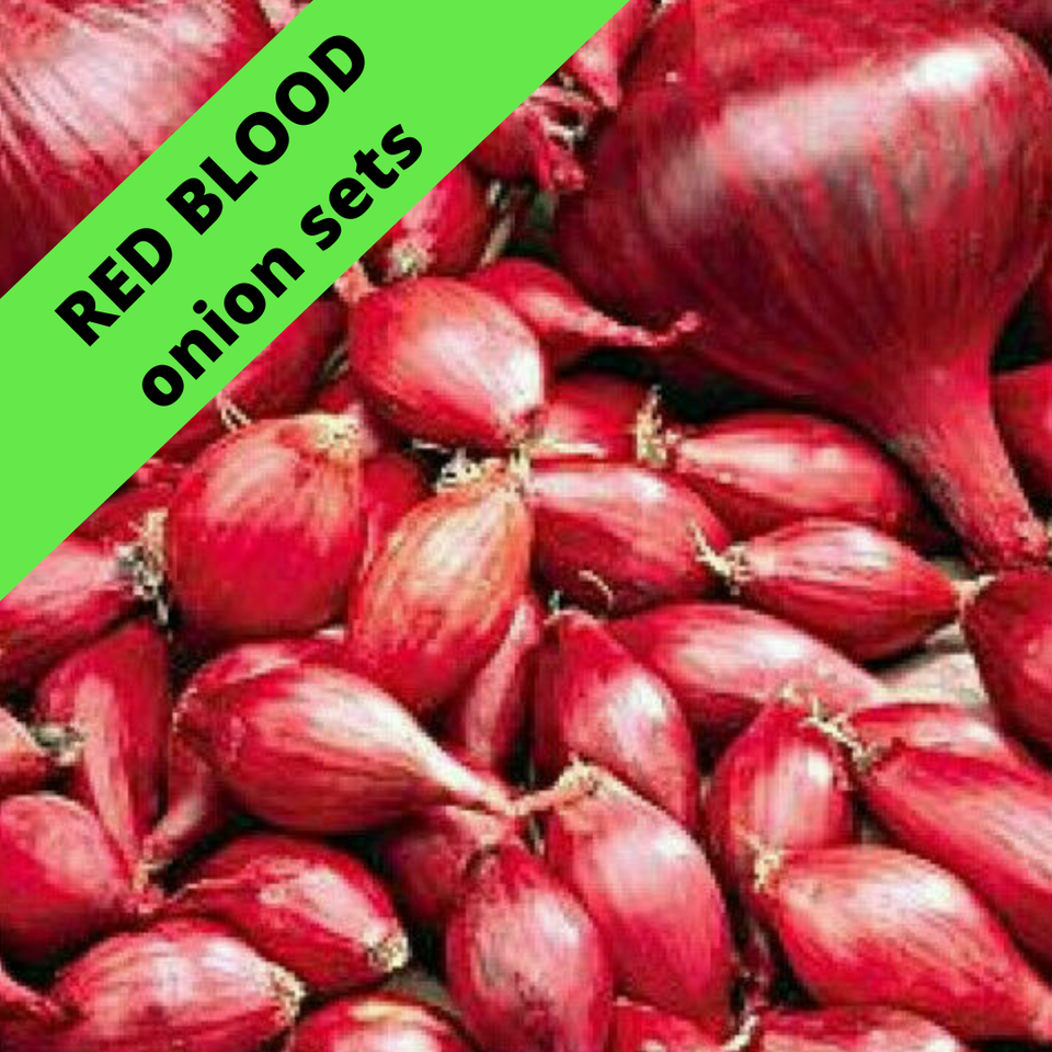 Onion Sets -RED KARMEN Onions Sets for Planting Onion Sets(Easy Growing ...