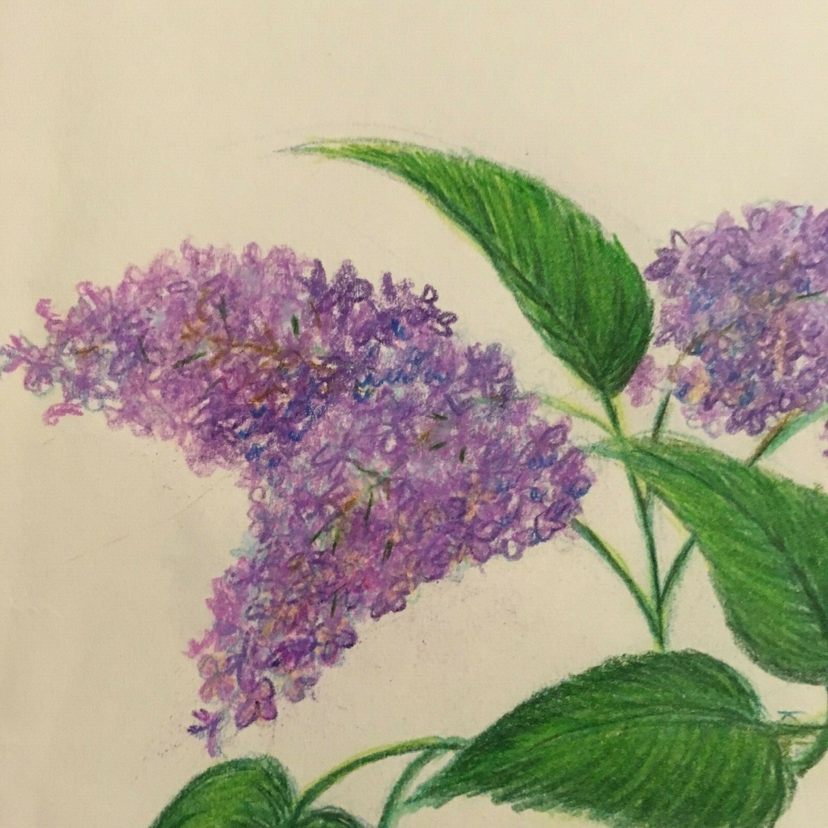 Lilac Flower Drawing