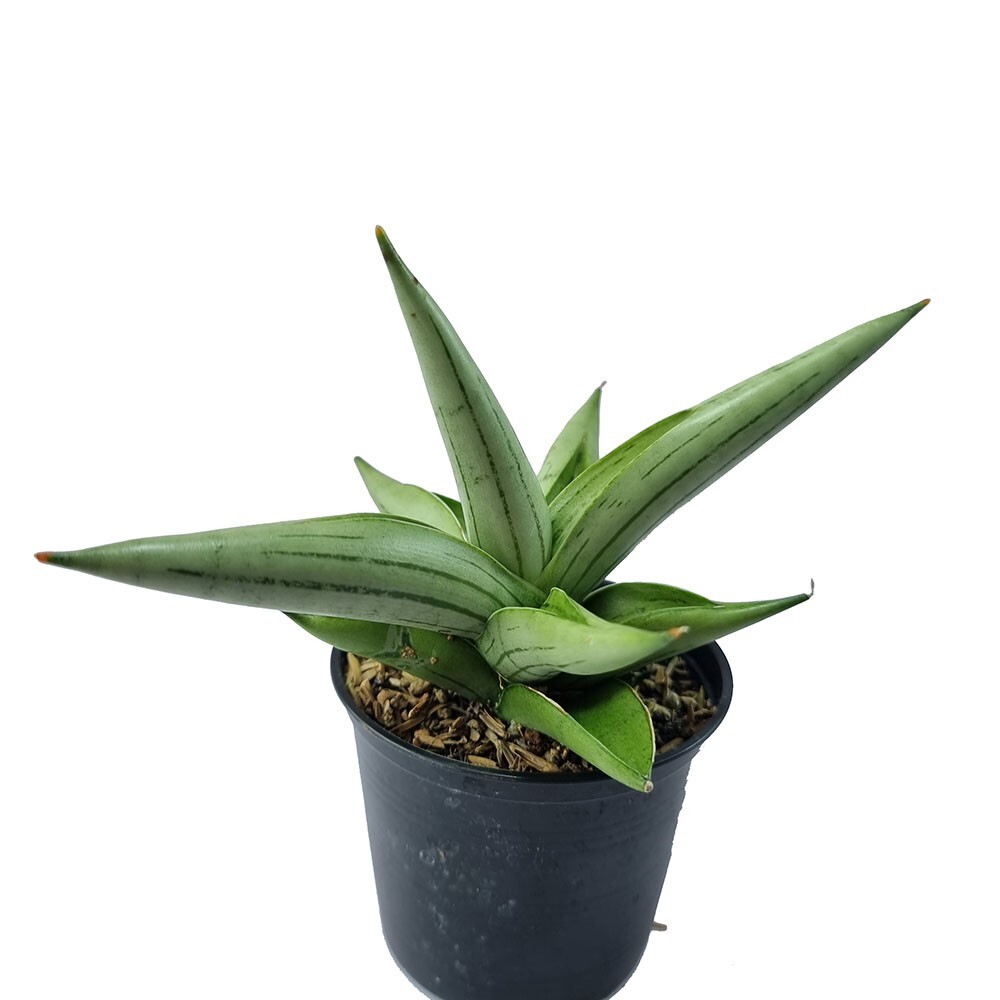 Sansevieria hybrid "Ice Man" succulents collectible plants for sale E50 | eBay