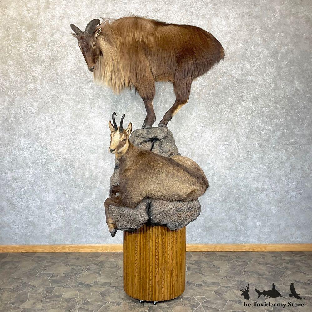 #24967 WC | Chamois and Tahr Life-Size Taxidermy Mount For Sale | eBay