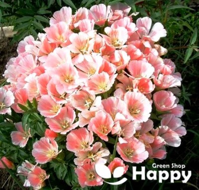 GODETIA GRAND AZALEAFLORA - SYBIL SHERWOOD - 1000 seeds - SALMON DOUBLE ...