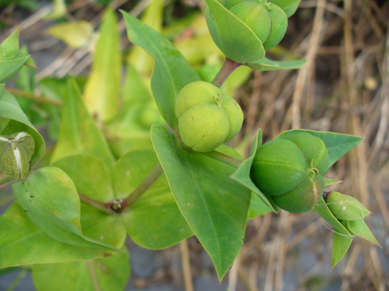 Caper Spurge - Mole Plant -8 Seeds- Euphorbia lathyrus - Attractive ...