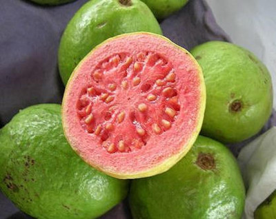 GUAVA tropical fruit Psidium guajava exotic tree seed edible guayaba 15 ...