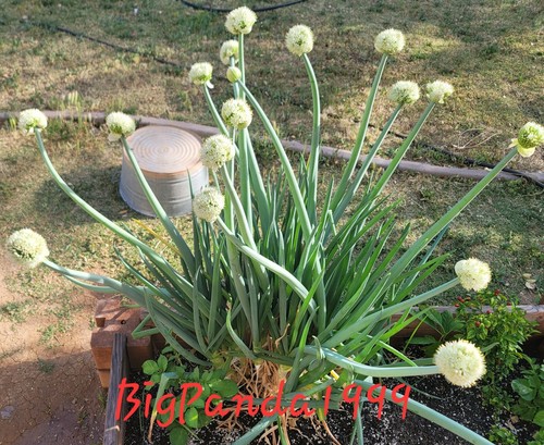 30 Organic SHIMONITA NEGI Japanese Bunching Onion seeds | eBay