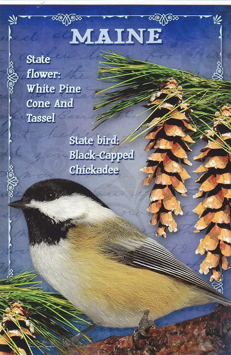 Maines State Flower