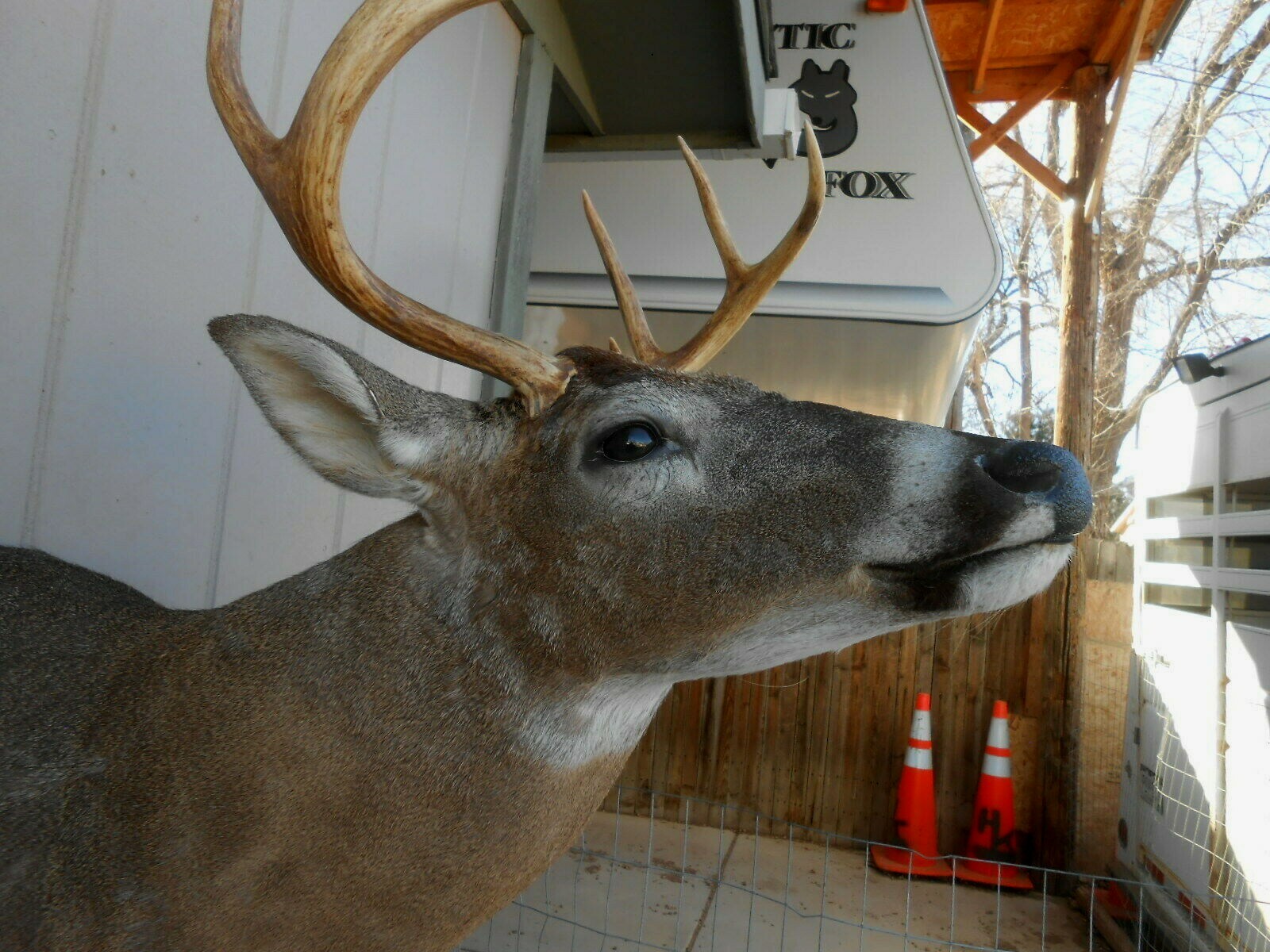 4x4 WHITETAIL DEER SHOULDER MOUNT Antlers READY TO HANG mule mount elk ...