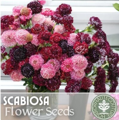 Berry Mix Scabiosa Seeds 75+ Seeds Mum Flower, Flower Seeds, Annual | eBay