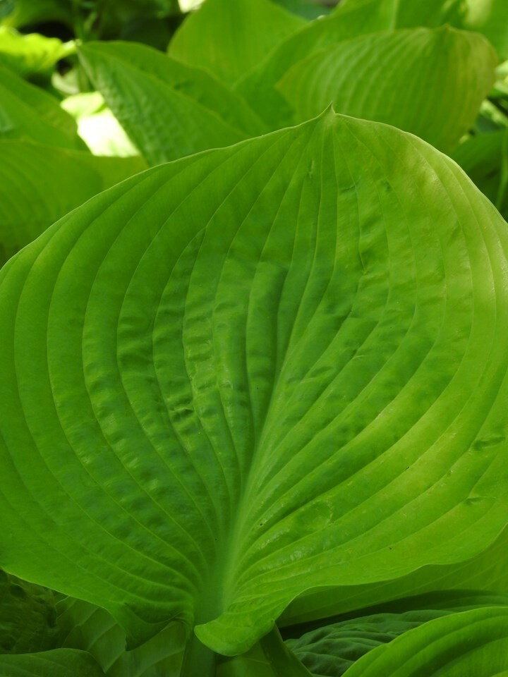 HOSTA 'SUM AND SUBSTANCE' HARDY PERENNIAL SHADE PLANT GIANT W/ 20 X 15 ...