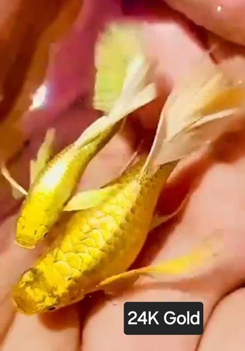 High Quality 24K Full Gold Ribbon long Fin Guppies - 2 FEMALES ONLY ...