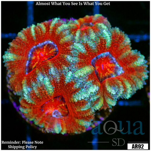 122 AquaSD Live Corals/Frags - Acan Lord Frag - Aqua SD | eBay