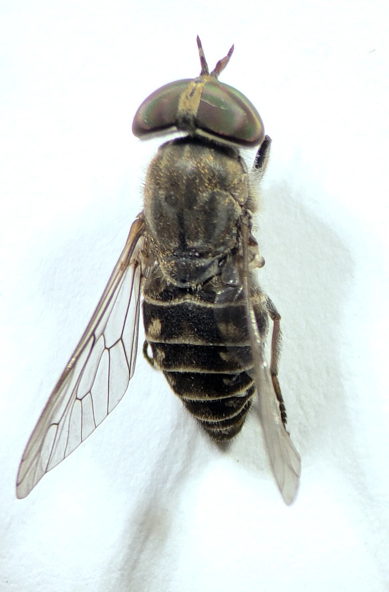 Tabanidae Pupa Deer Flies And Horse Flies (Tabanidae) | The Canadian