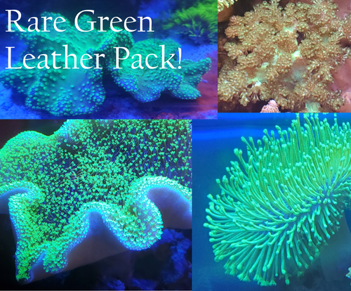 Rare Green Leather Frag Pack, 4 Frags (Reef Salt Water Coral Live ...