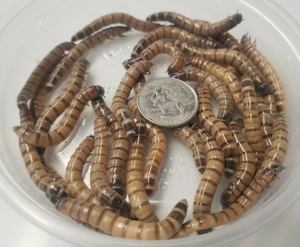 Live Superworms 25 - 3000 + Bonus Reptile Feeders Food Insects | eBay