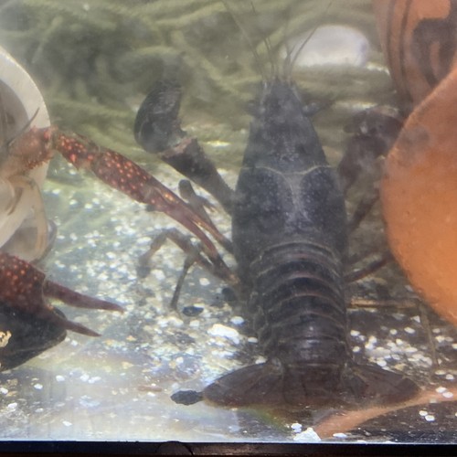 Live BLACK Girl Clarkii TEXAS RED SWAMP CRAYFISH CRAWDAD aquarium pond ...