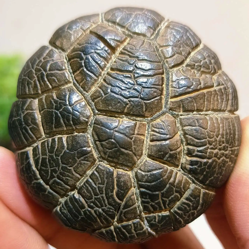 Natural Gobi Agate "Tortoise Back Pattern" Stone Moire Stone Collection ...
