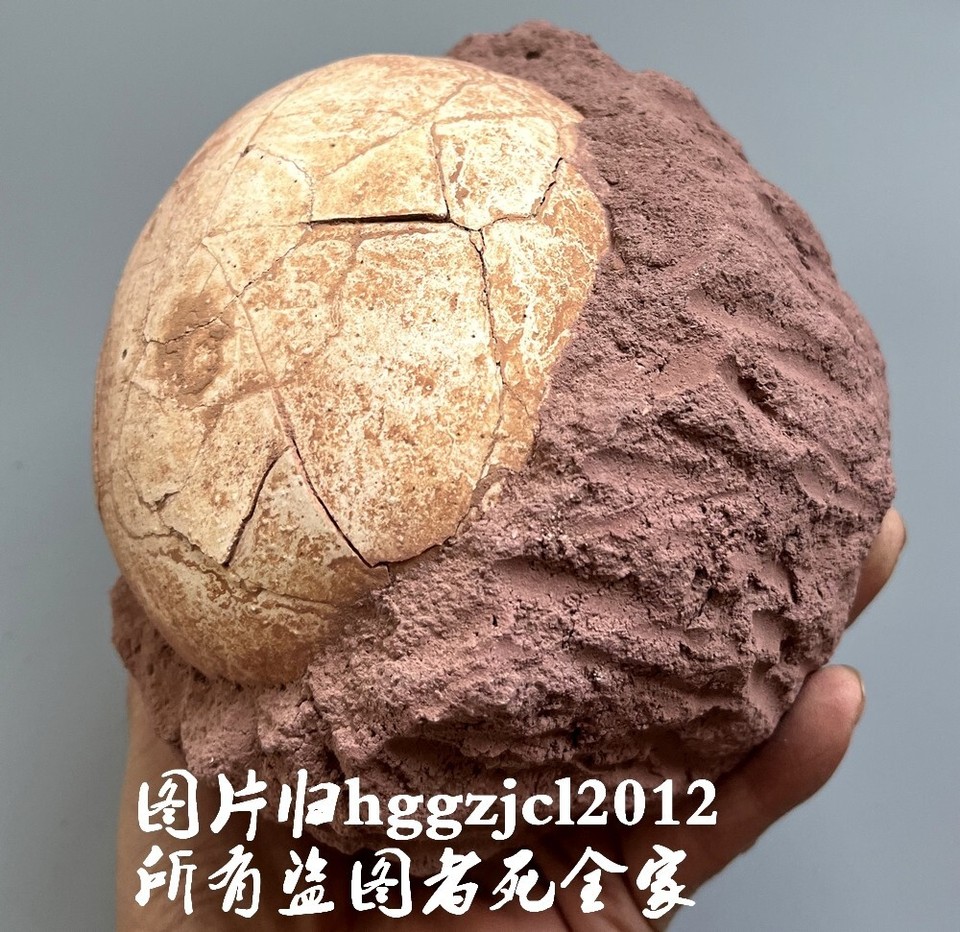 Unique Segnosaur Dinosaur Egg Fossilized Crystallized Fossil Jurassic ...