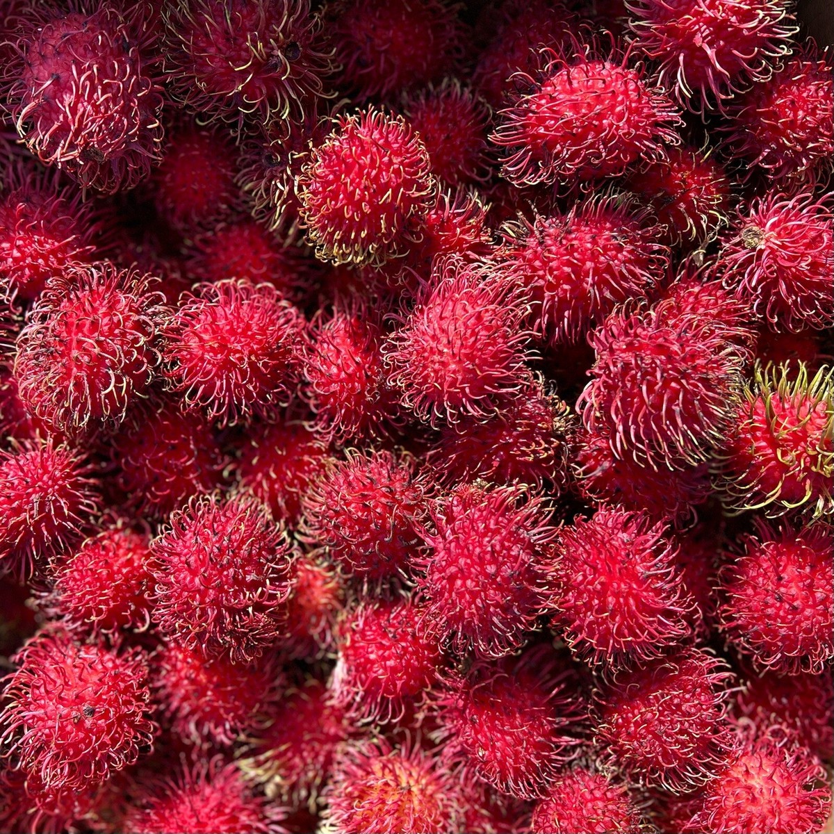 Rambutan Fruit Tree