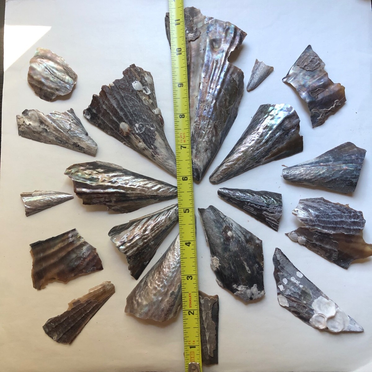 Florida Rough Pen Shell