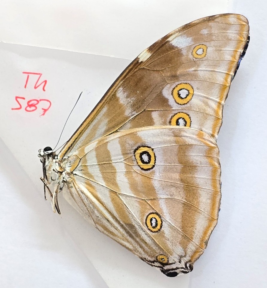 587 Nymphalidae M. adonis | eBay