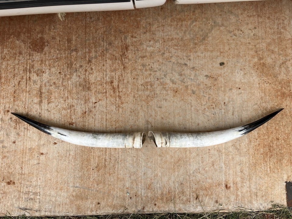 STEER HORNS 31” Inch POLISHED BULL COW (ONE PAIR ONLY) SCRIMSHAW | eBay
