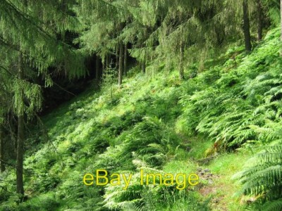 Photo 6x4 Strathyre Forest Strathyre/NN5617 Path up Beinn an t-Sidhein ...