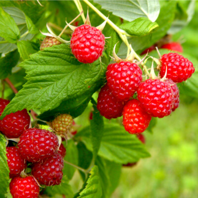 10 'Autumn Bliss' Red Raspberry Canes / Rubus Idaeus 'Autumn Bliss' Big ...